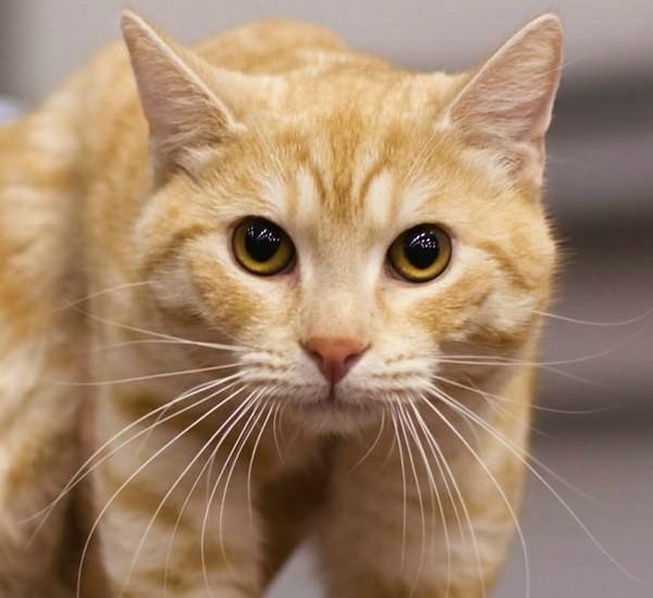 Gatto europeo rosso | superEva