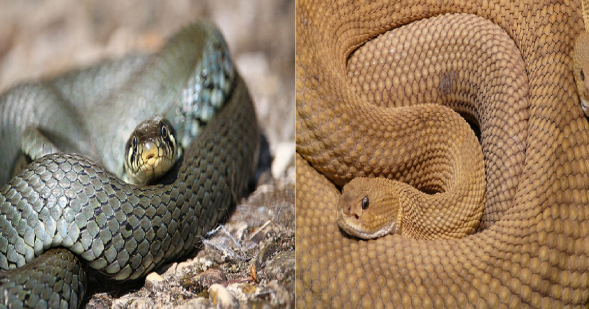 Come distinguere una biscia da una vipera | superEva