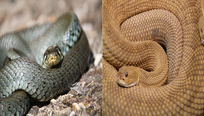 Come distinguere una biscia da una vipera | superEva